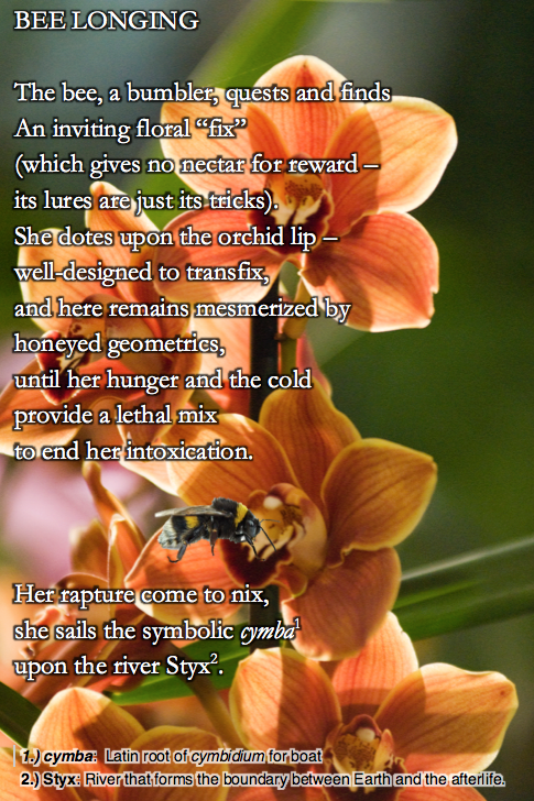 Bee Longing | BARD OF MARS